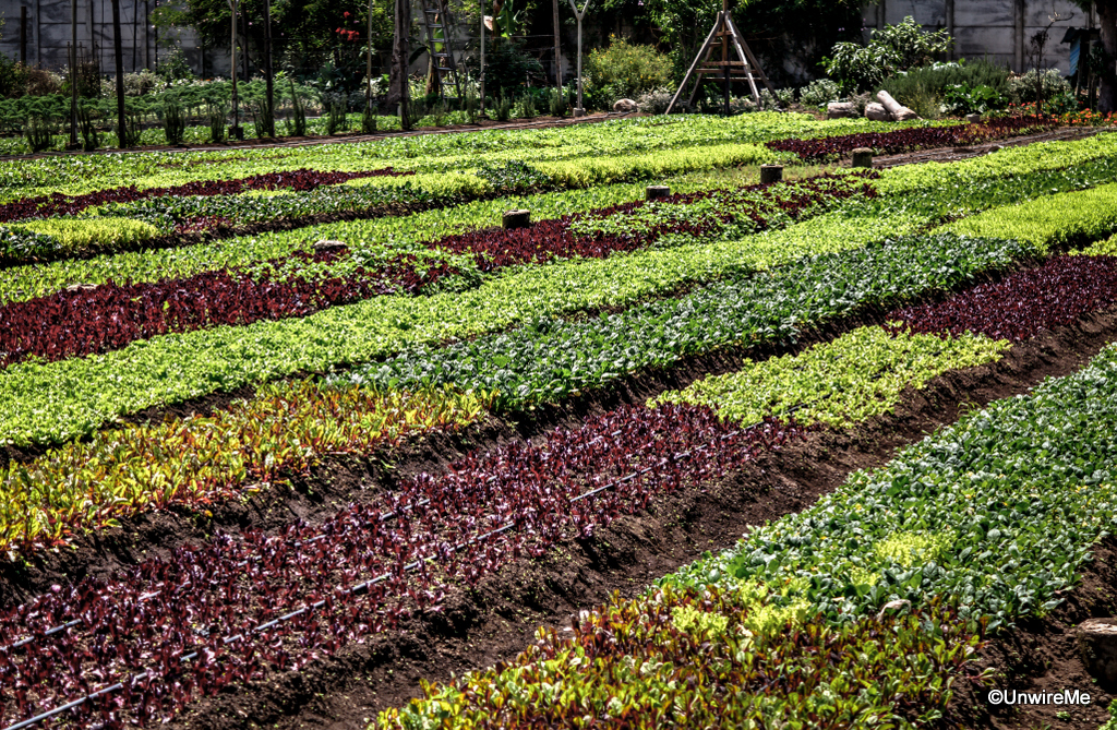 Caoba Farms, Antigua Guatemala: 2018 Visitors Guide - OkAntigua