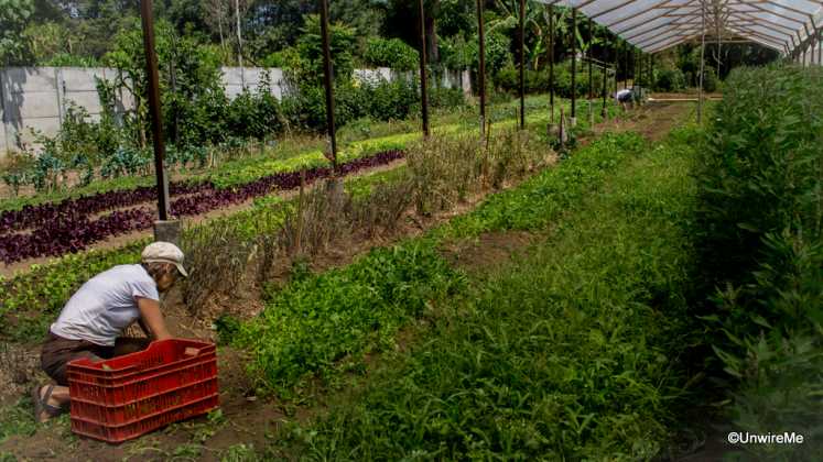 Caoba Farms, Antigua Guatemala: 2018 Visitors Guide - OkAntigua