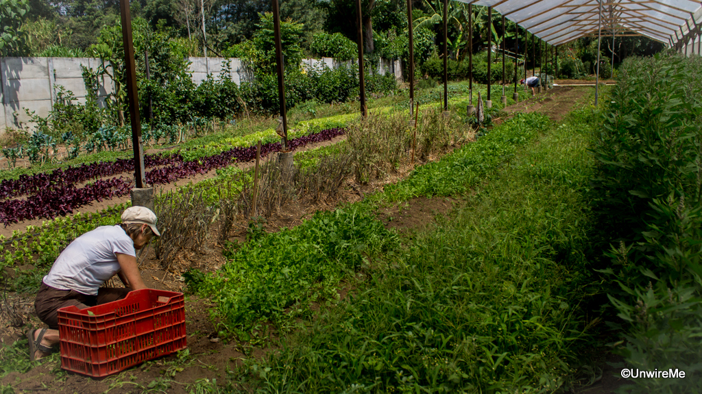 Caoba Farms, Antigua Guatemala: 2018 Visitors Guide - OkAntigua