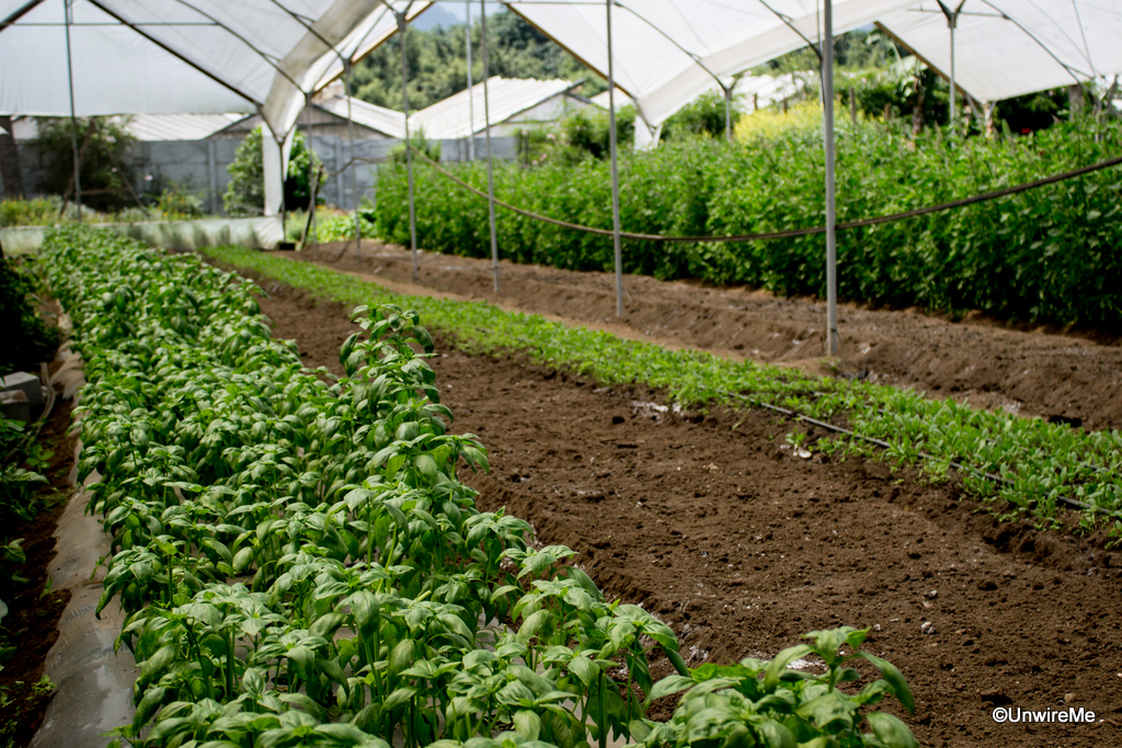 Caoba Farms, Antigua Guatemala: 2018 Visitors Guide - OkAntigua