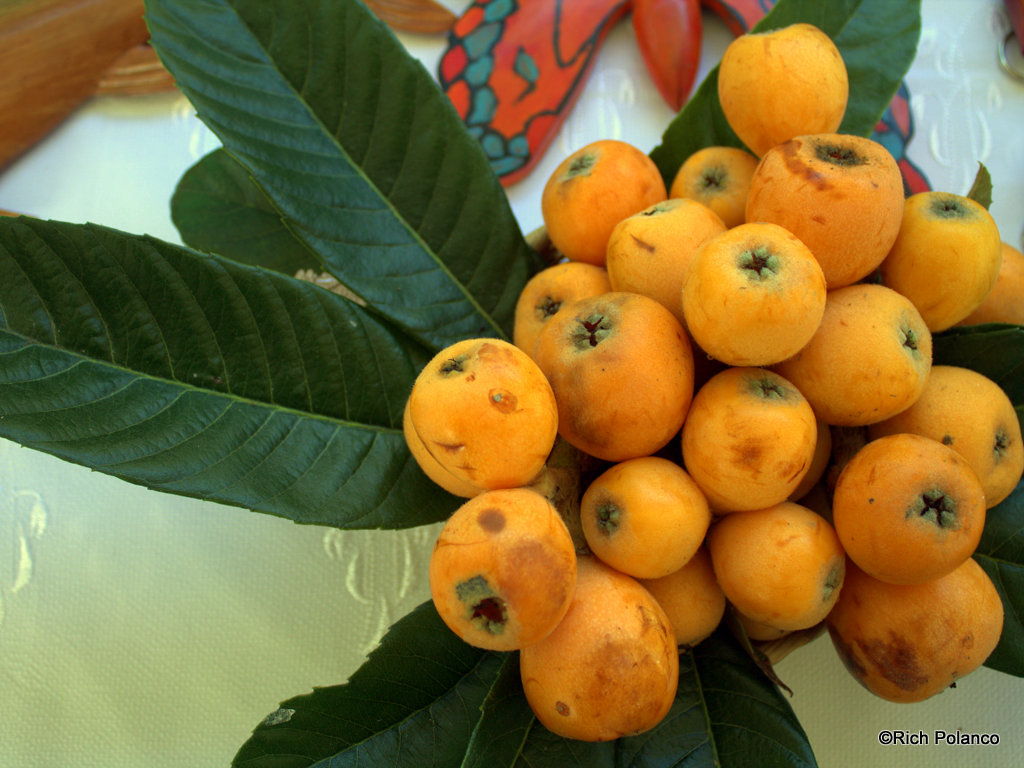 Nispero Festival In San Juan Del Obispo, Guatemala | OkAntigua.com